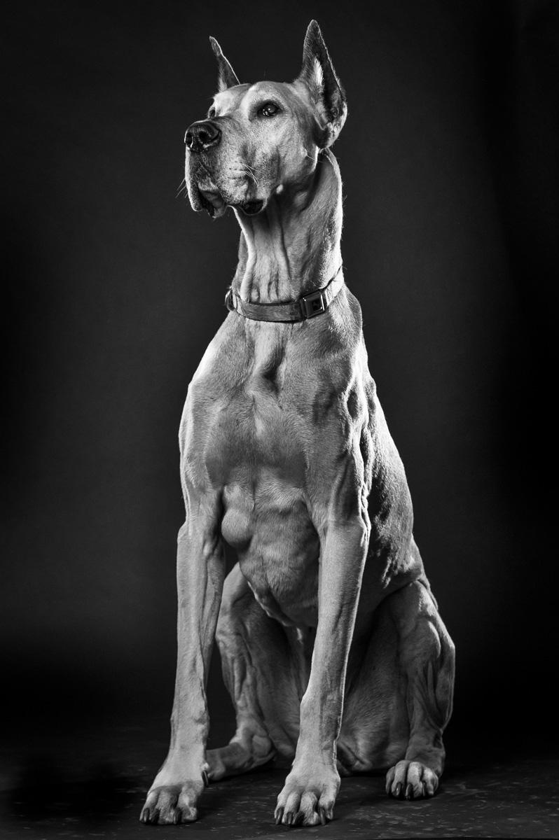 Great Dane - Abbotsford Pet Photography by Alan Bailward
