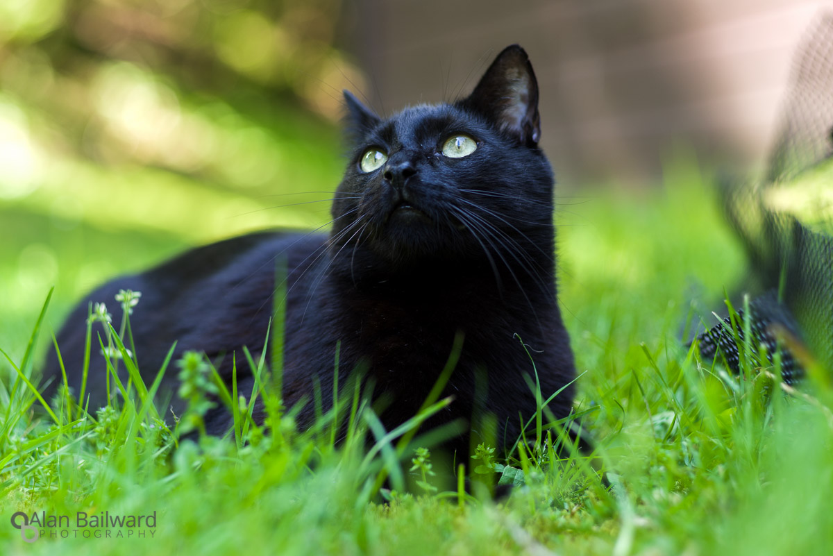 Shadow the Cat | Alan Bailward Photography